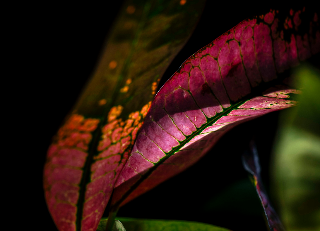 Hydrokulturpflanzen – Luwasa shop