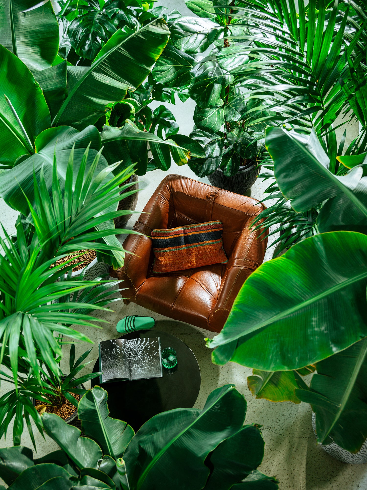 Eine hochwertige Auswahl an Hydrokulturpflanzen