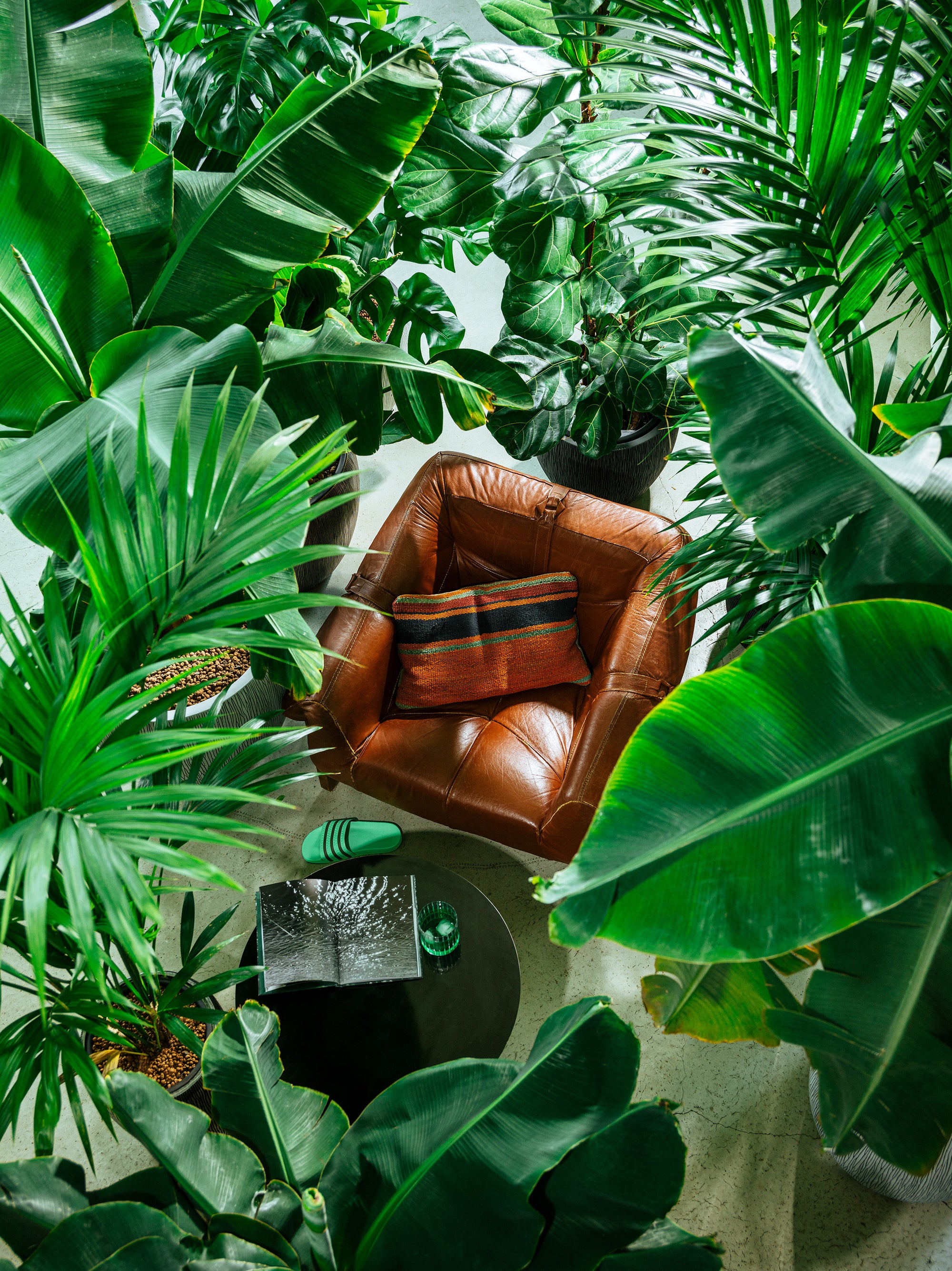 Eine hochwertige Auswahl an Hydrokulturpflanzen