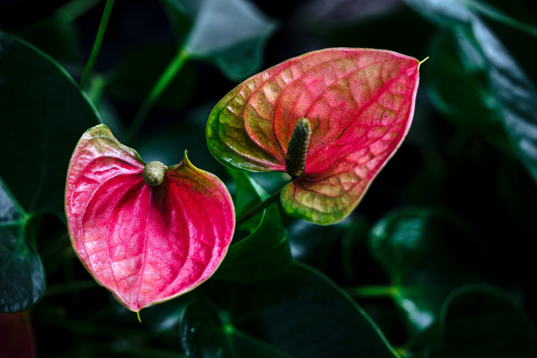 Wir holen die Natur herein