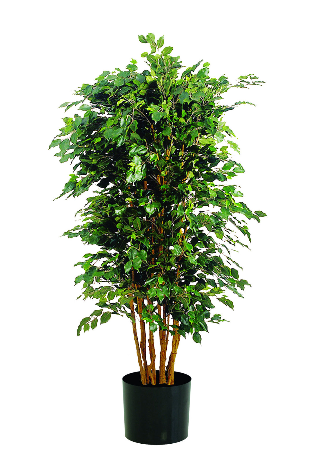 Ficus benjamina Top 150 cm – Luwasa shop