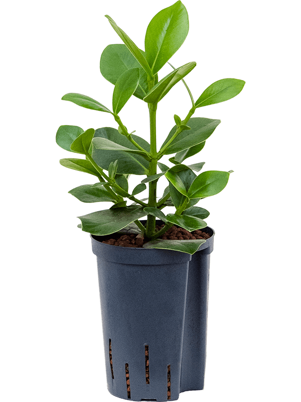 Clusia rosea Princess 1pp 60cm – Luwasa shop