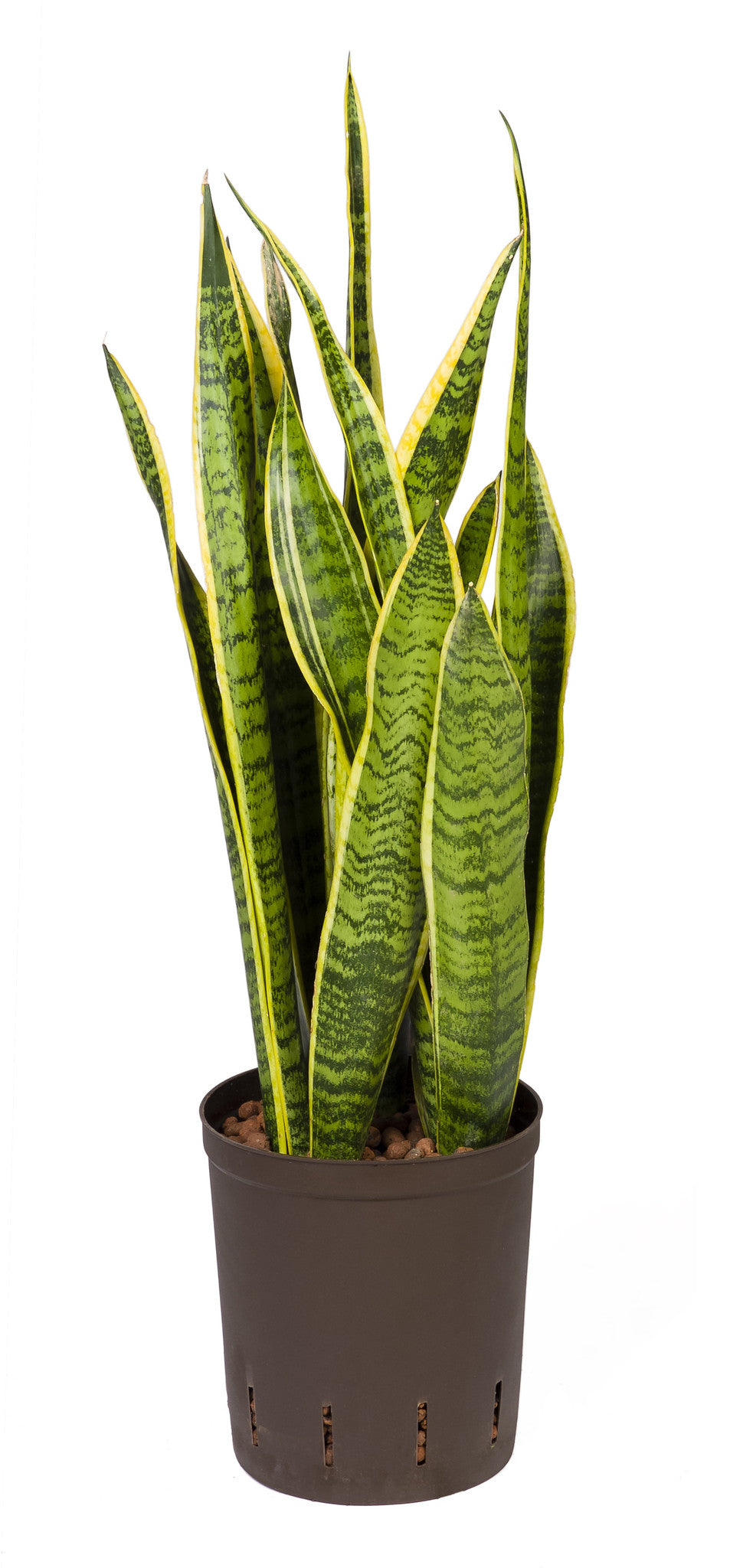 Sansevieria tr Laurentii – Luwasa shop